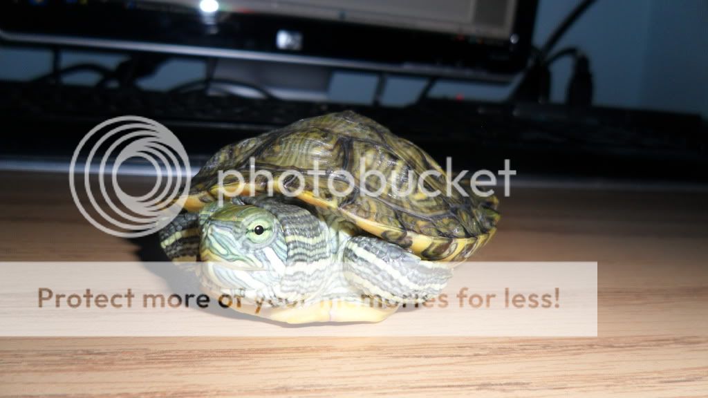 Redearslider.com :: View topic - Turtle Pyramiding