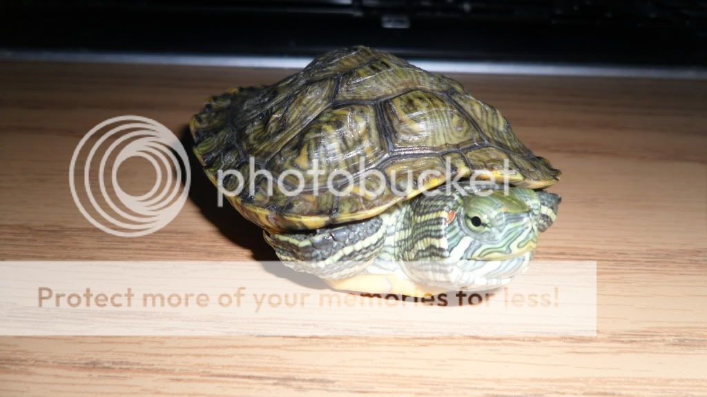 Redearslider.com :: View topic - Turtle Pyramiding