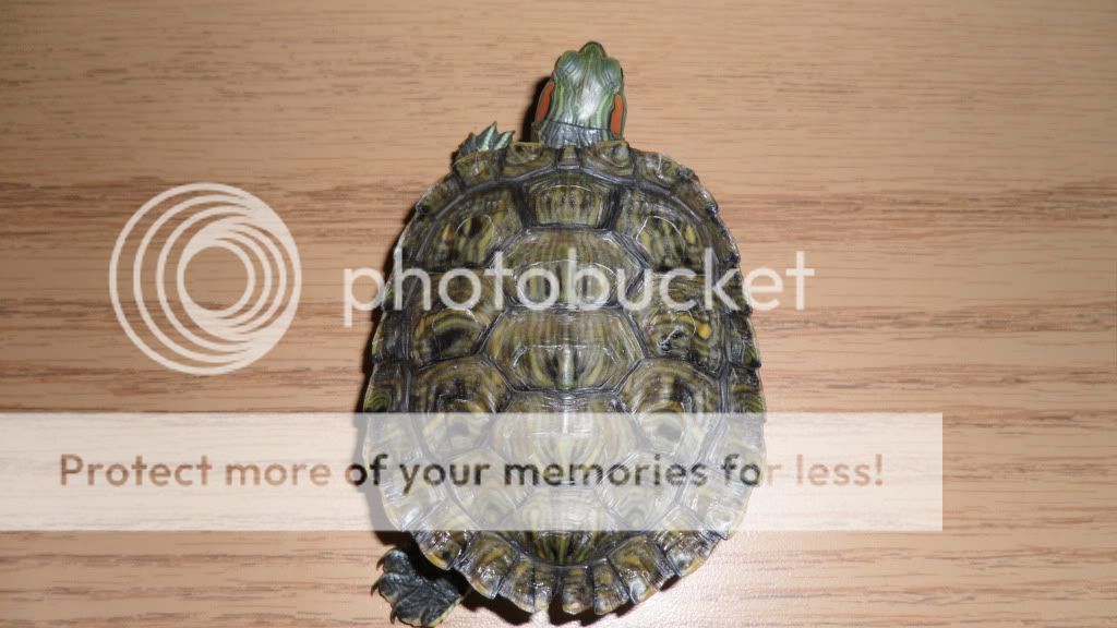 Redearslider.com :: View topic - Turtle Pyramiding
