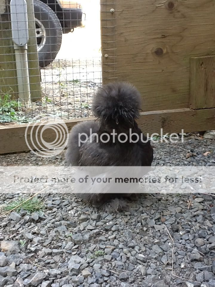 ~Contest~ Fluffy feet and five toed chickens! Ends 9/26 | Page 3 ...