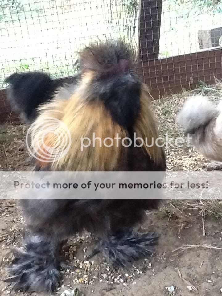 ~Contest~ Fluffy feet and five toed chickens! Ends 9/26 | Page 3 ...