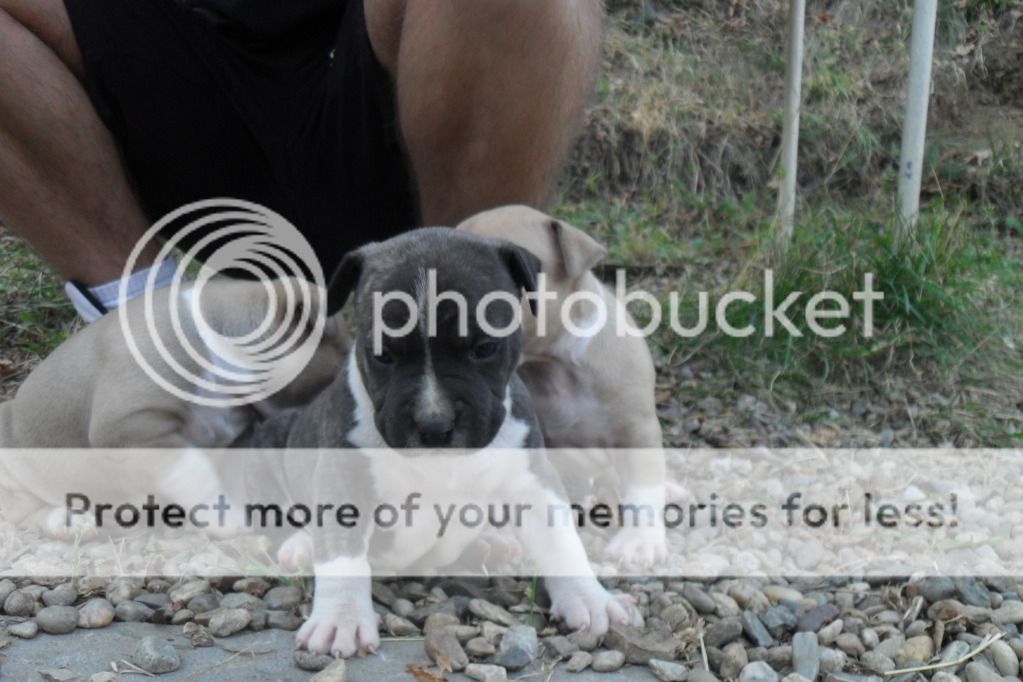 Pui amstaff din parinti cu pedigree - Romanian Pitbull