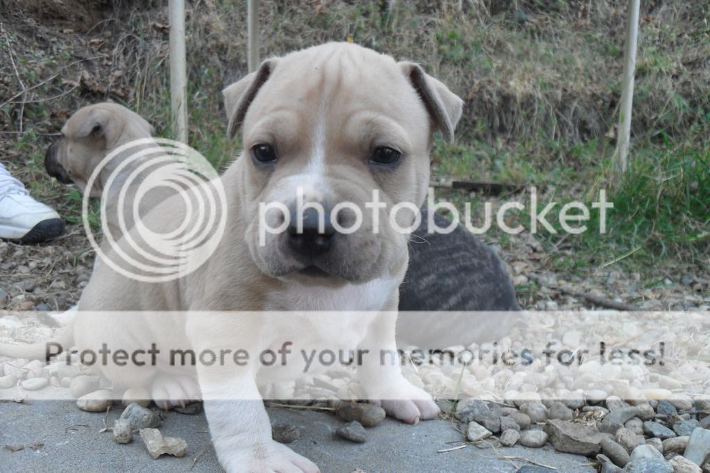 Pui amstaff din parinti cu pedigree - Romanian Pitbull