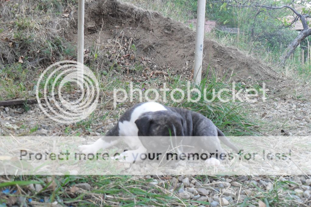 Pui amstaff din parinti cu pedigree - Romanian Pitbull