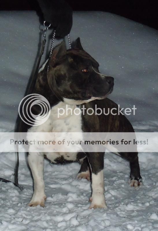 Pui amstaff din parinti cu pedigree - Romanian Pitbull