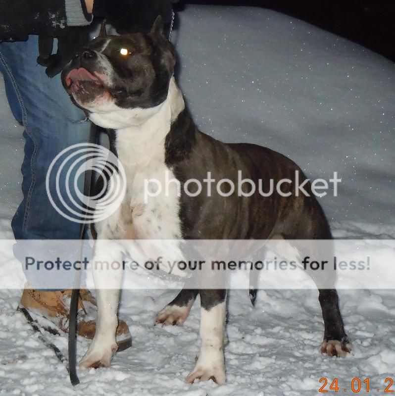 Pui amstaff din parinti cu pedigree - Romanian Pitbull