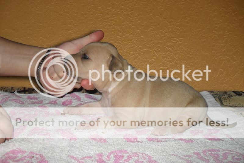 Pui amstaff din parinti cu pedigree - Romanian Pitbull