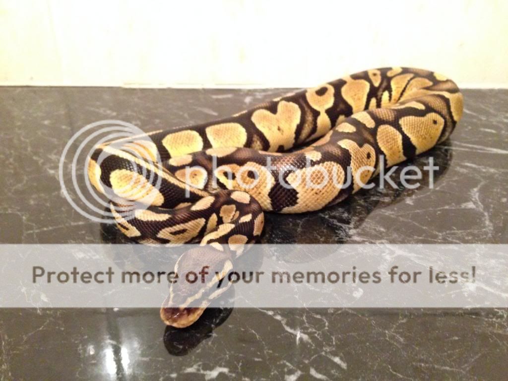 SW England - CB13, 1.1 Normal, 0.1 Cinnamon, 0.1 Citrus Pastel Royals ...