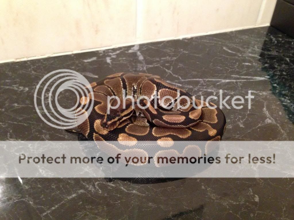 SW England - CB13, 1.1 Normal, 0.1 Cinnamon, 0.1 Citrus Pastel Royals ...