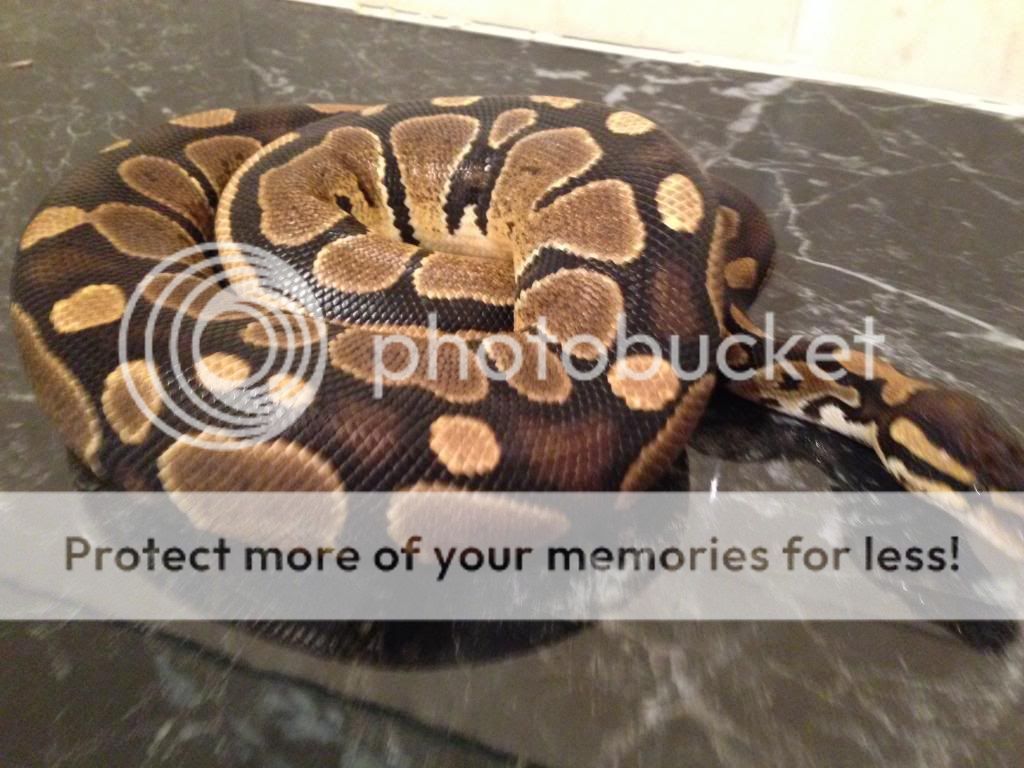 SW England - CB13, 1.1 Normal, 0.1 Cinnamon, 0.1 Citrus Pastel Royals ...