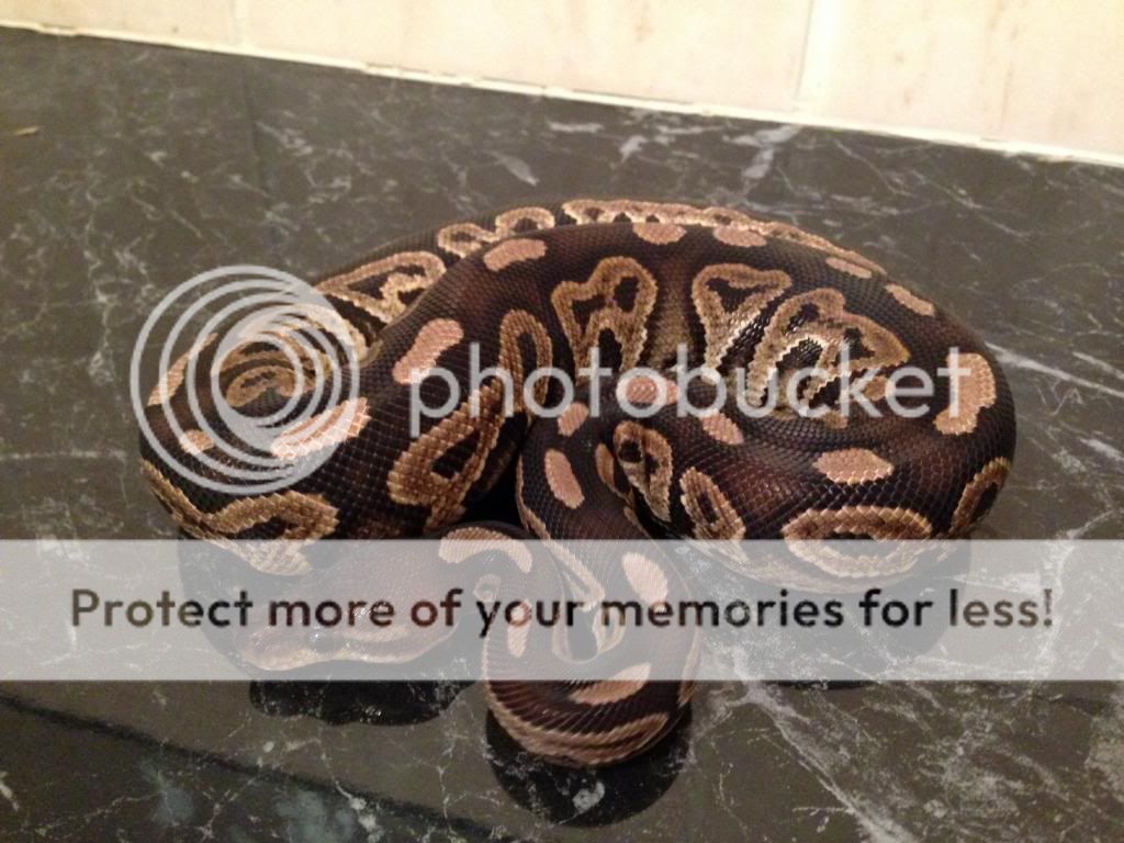 SW England - CB13, 1.1 Normal, 0.1 Cinnamon, 0.1 Citrus Pastel Royals ...