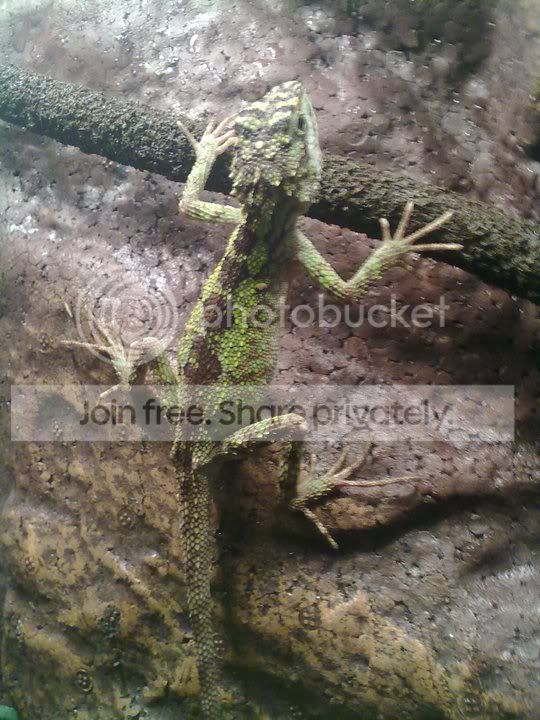 Which lizards suitable for 3ft wide X 4ft high X 2ft deep? | Reptile Forums